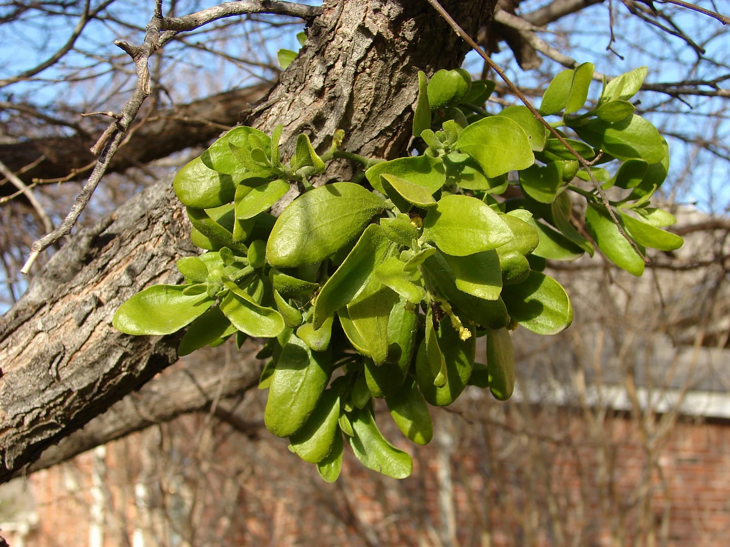 High Desert Pests, Diseases, and Common Problems - Mistletoe | Nate's ...