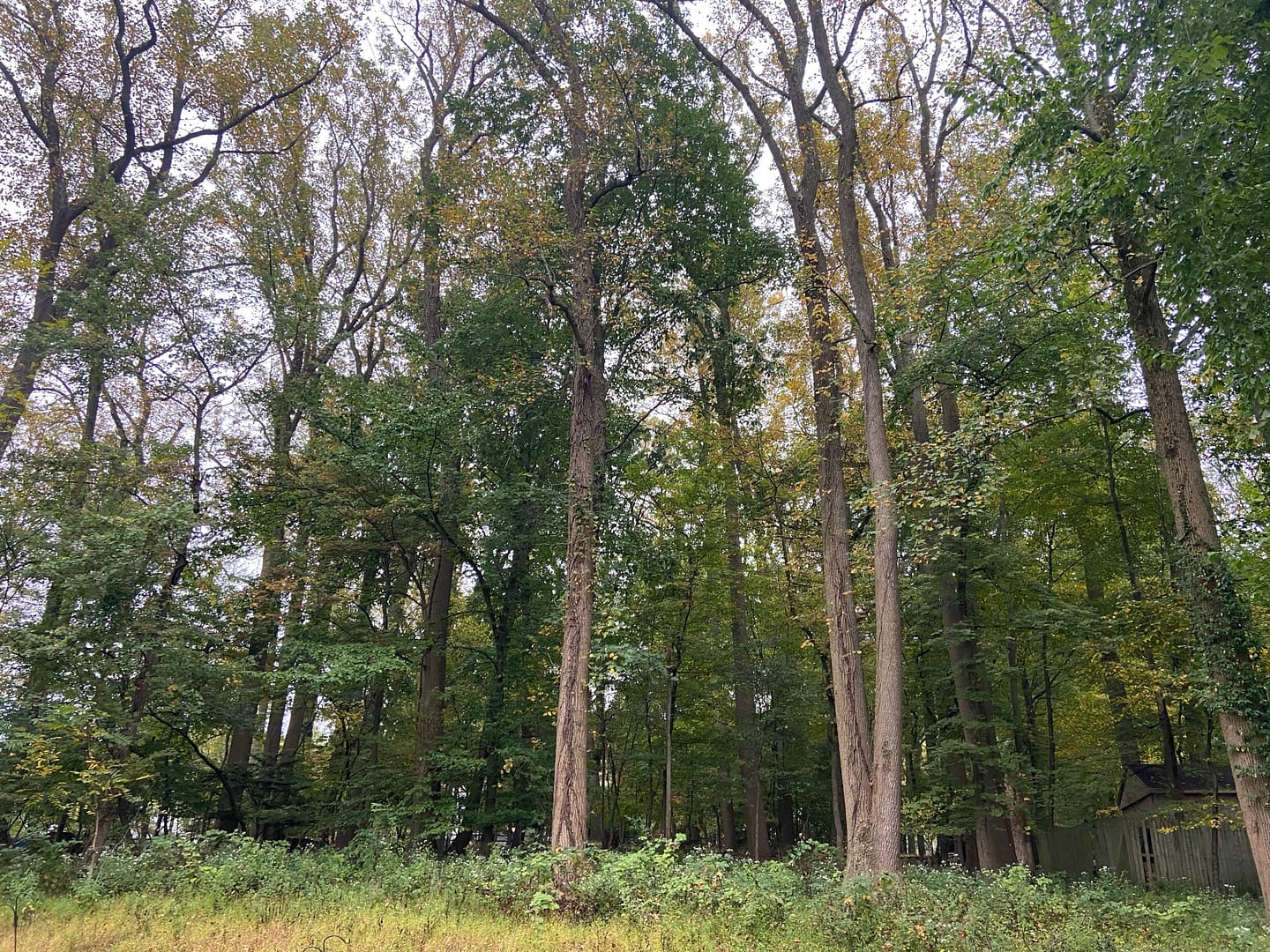 How to Identify a Tree | Nate's Nursery