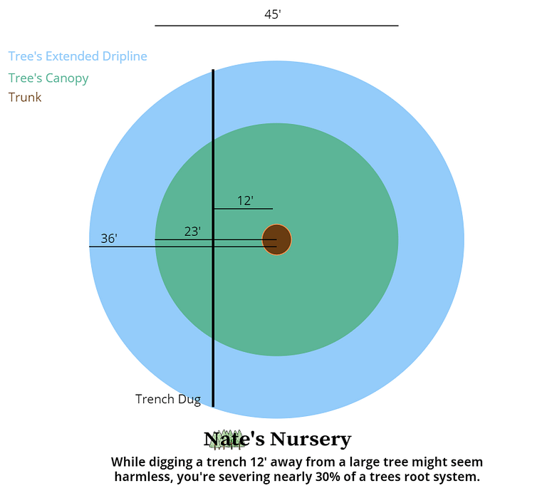 How Do Tree Roots Grow? | Research | Nate's Nursery