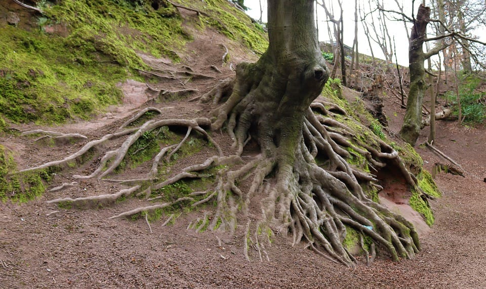How Do Tree Roots Grow? | Research | Nate's Nursery