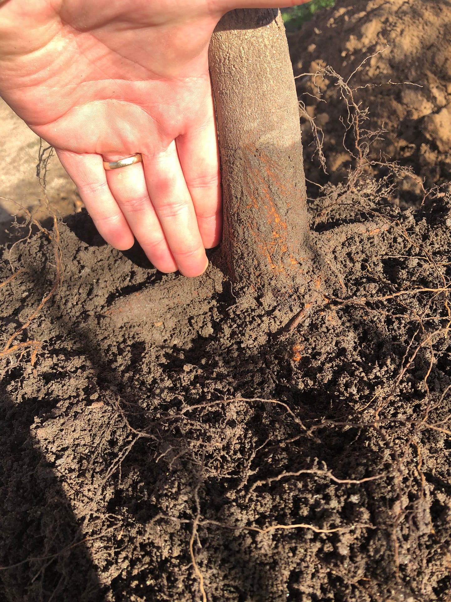 Exposing The Root Flare of Your Tree | Nate's Nursery